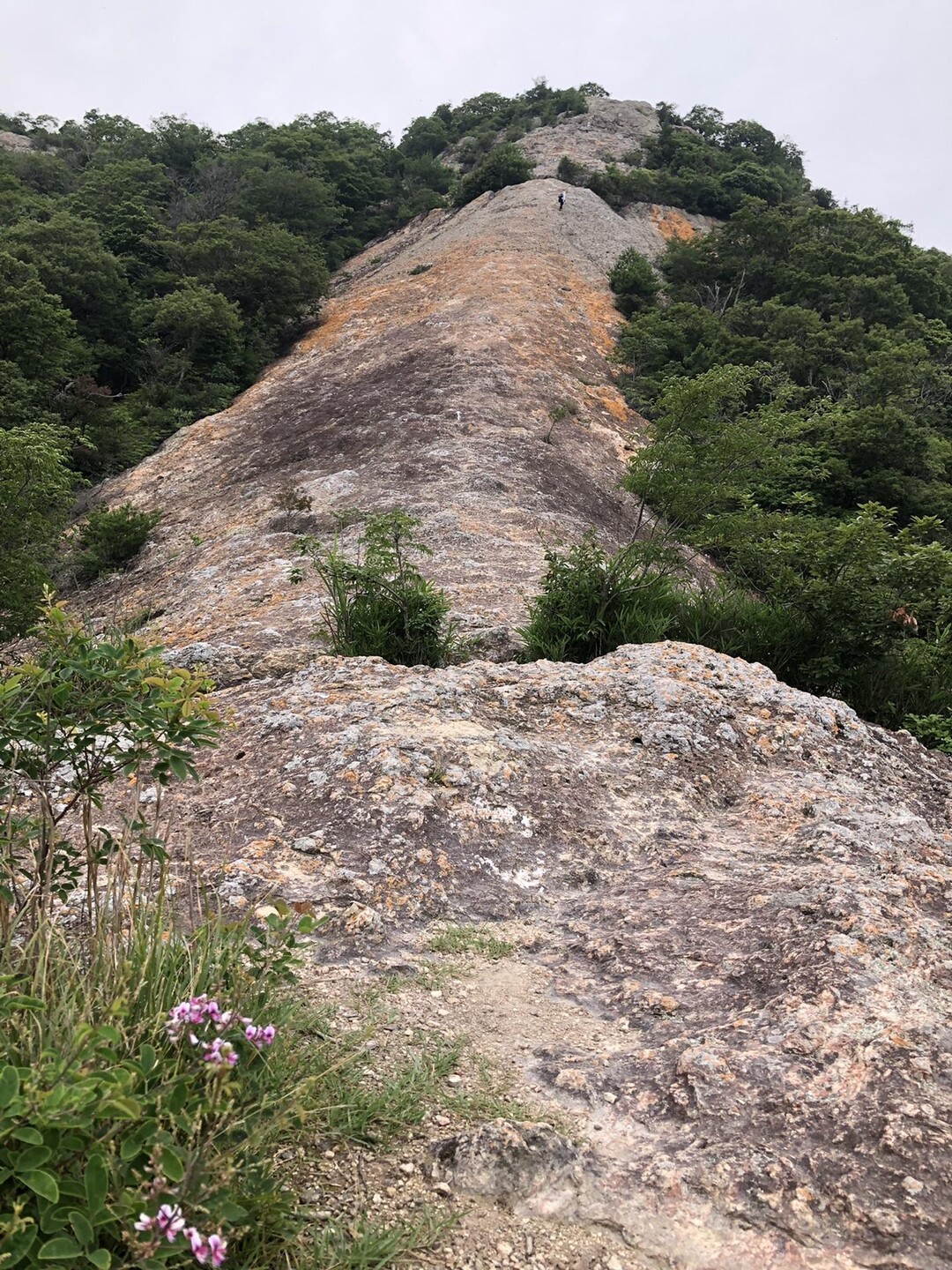 小野アルプス（紅山・惣山）-2023-06-18 / umi chanさんの小野アルプス（紅山・惣山）の活動データ | YAMAP / ヤマップ