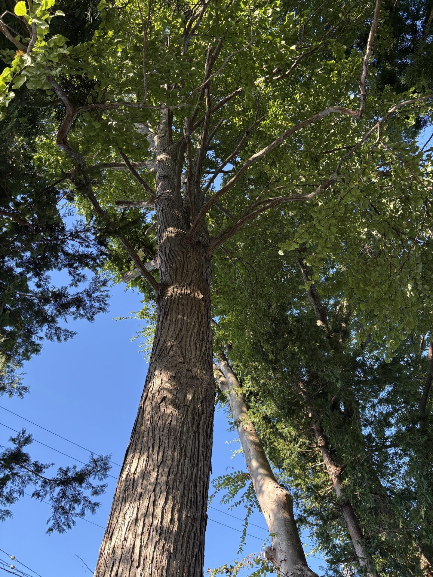 朝散歩 桂の木 虫の鳴き声 秋の風 / mariさんのモーメント | YAMAP / ヤマップ