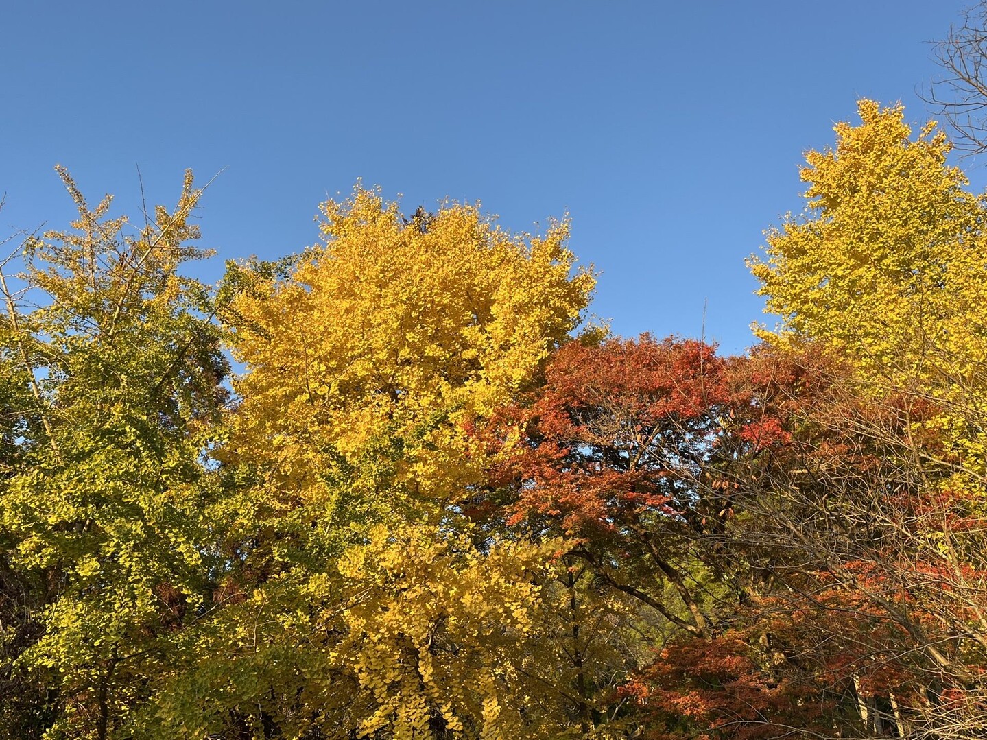 R5.2023.11.26(日) きれい... / love2dog.ngsf2430さんのモーメント | YAMAP / ヤマップ