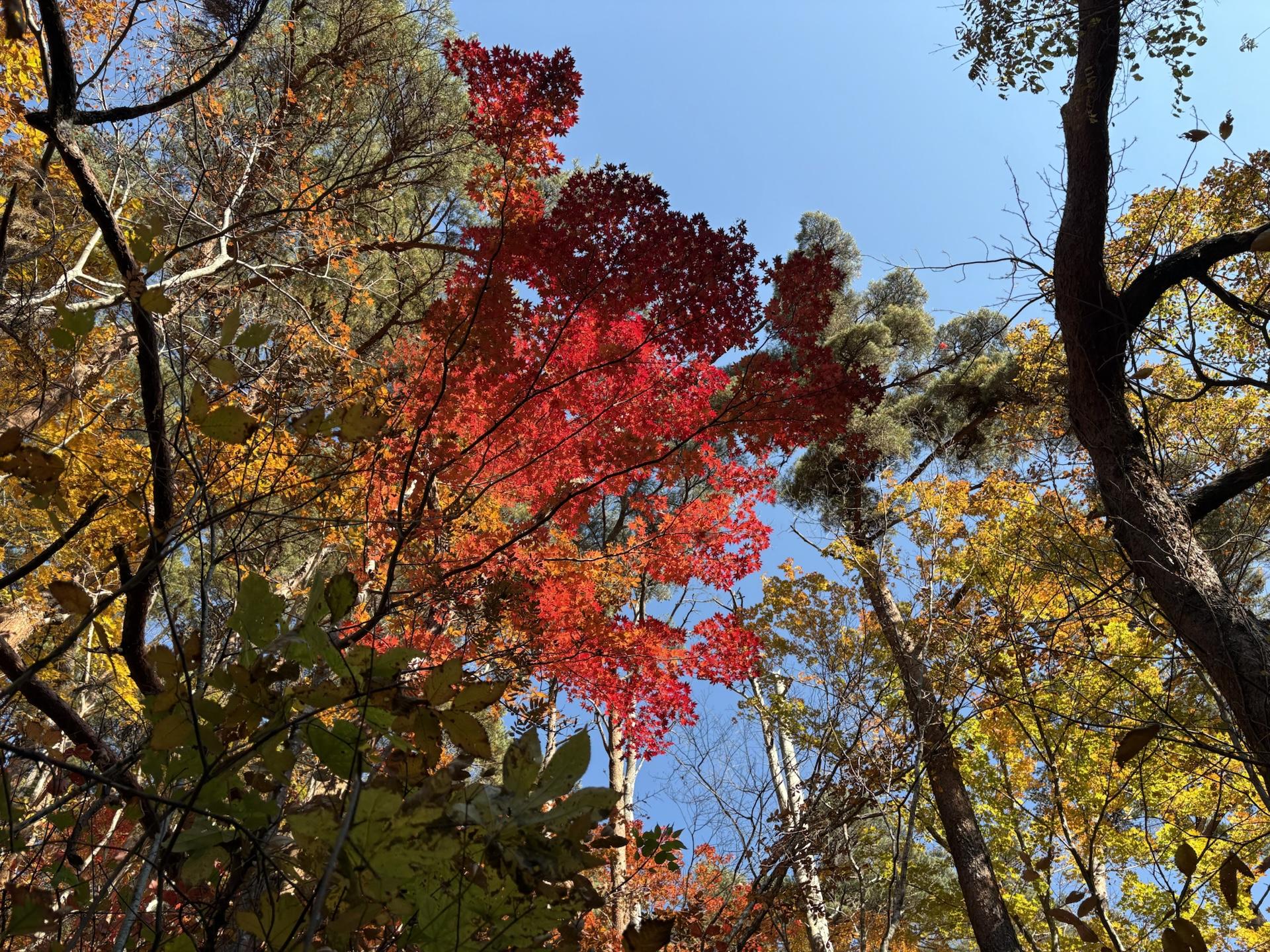 赤平・霞露ヶ岳 / nonkiさんの霞露ヶ岳・船越半島の活動データ | YAMAP / ヤマップ