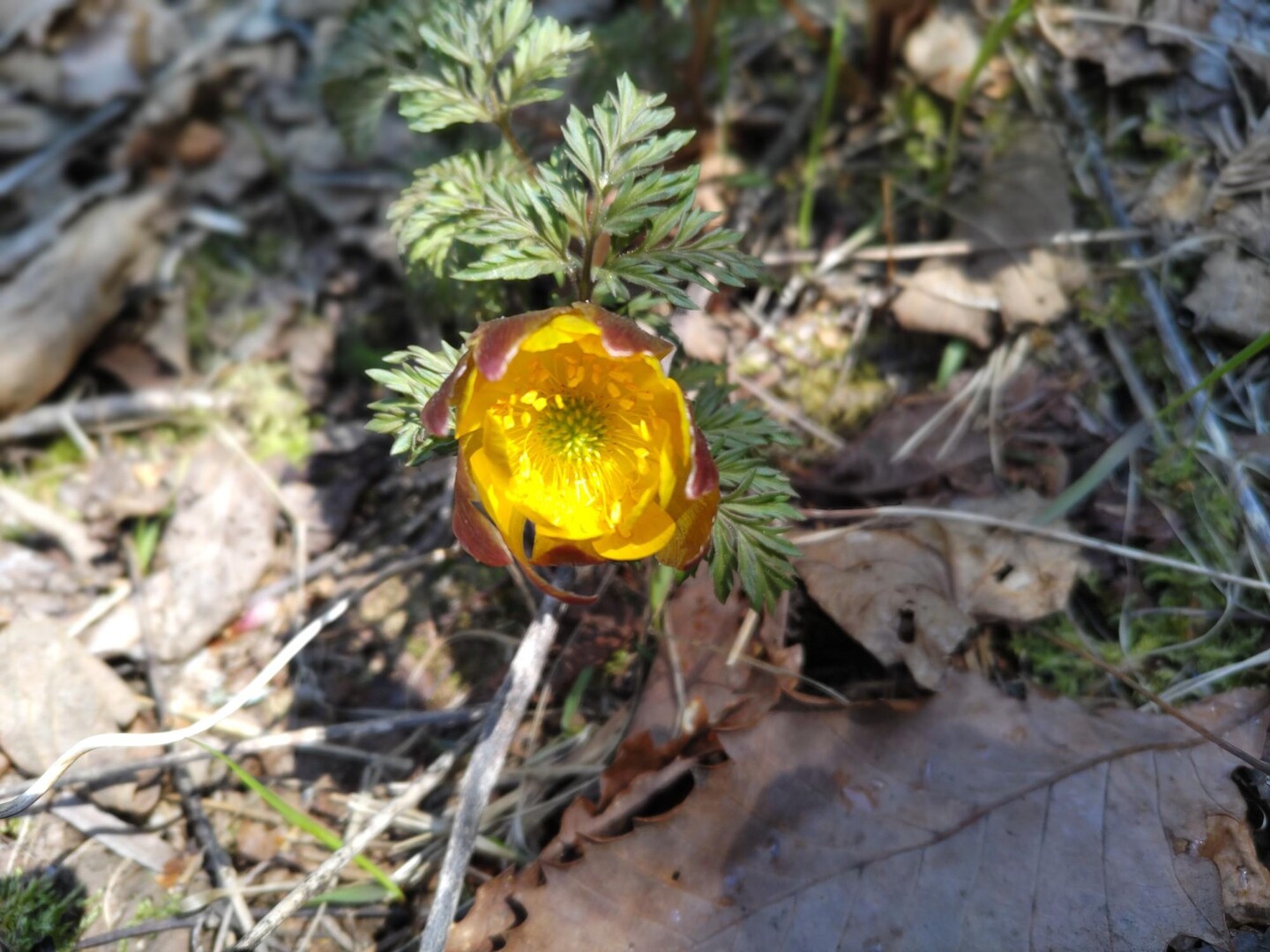 やまーこリクエスト馬髭岳 / Arcさんのウコタキヌプリの活動データ | YAMAP / ヤマップ