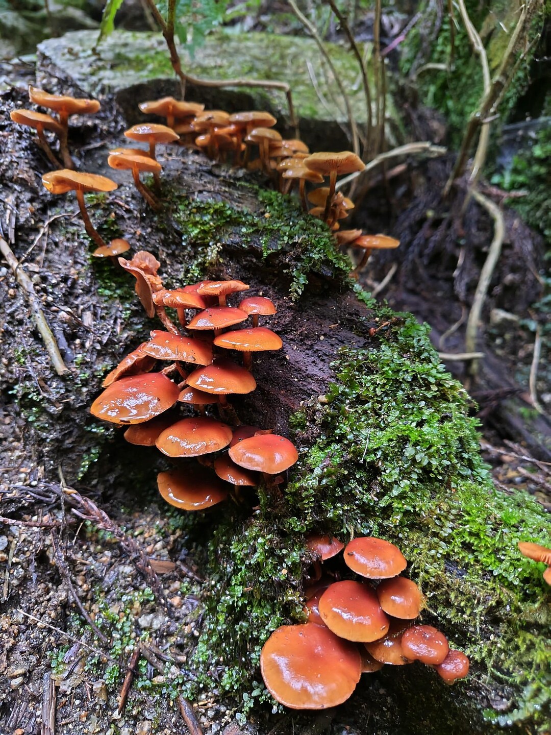 金剛山 カトラ谷⤴本道⤵ / PAGUさんの葛城修験エリアマップ（金剛山周辺）の活動データ | YAMAP / ヤマップ