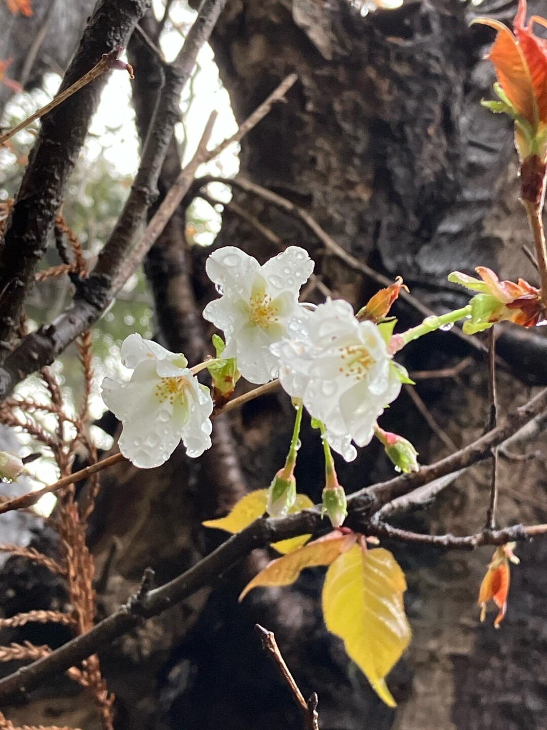 衣張山 / yun yamaさんの鎌倉アルプス（大平山・天台山）の活動データ | YAMAP / ヤマップ