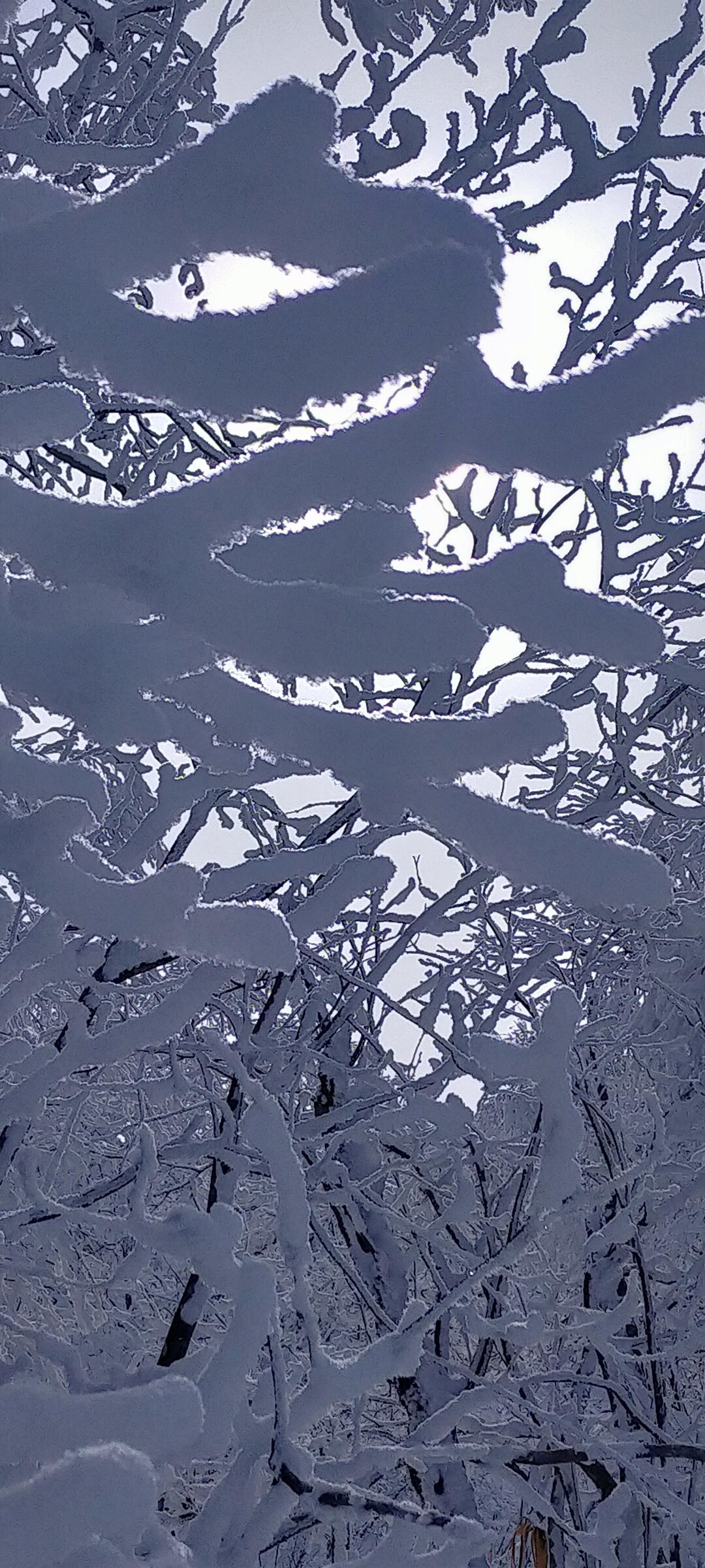 カルルス山・化物山・白水川(1022.2P) / しまさんの樽前山・風不死岳の活動データ | YAMAP / ヤマップ