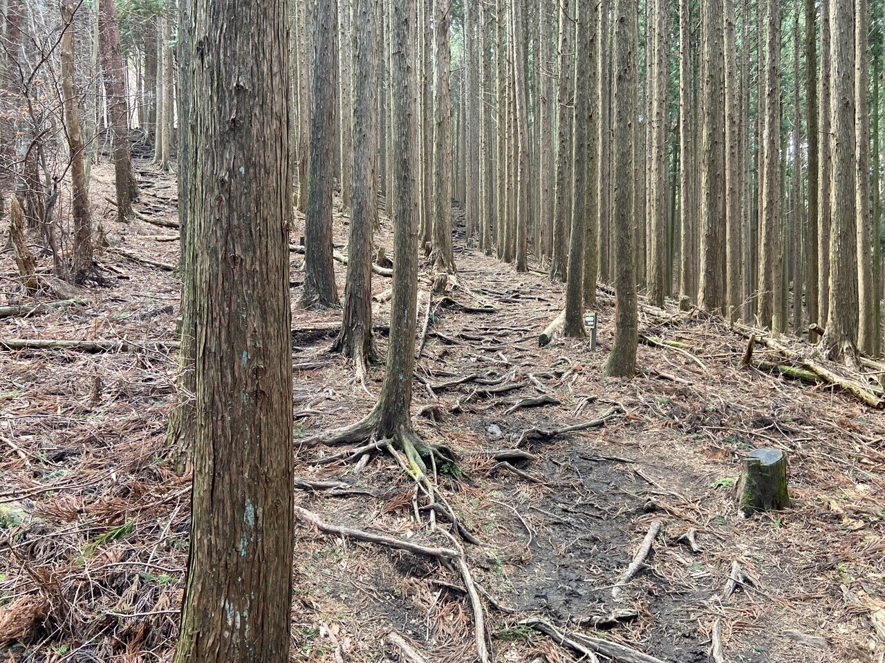 🍊ORANGE🍊さんの投稿したフィールドメモ | YAMAP / ヤマップ