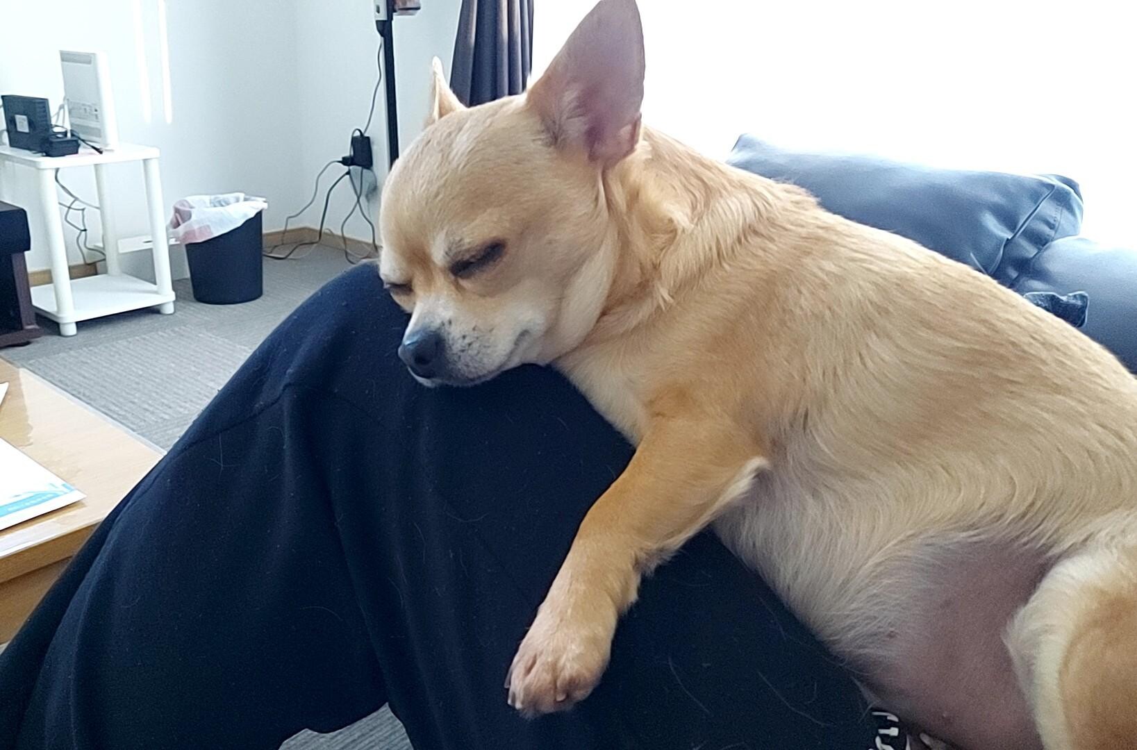 寝正月🎍 この度 私、年末年始と38... / T.Y.さんのモーメント | YAMAP / ヤマップ