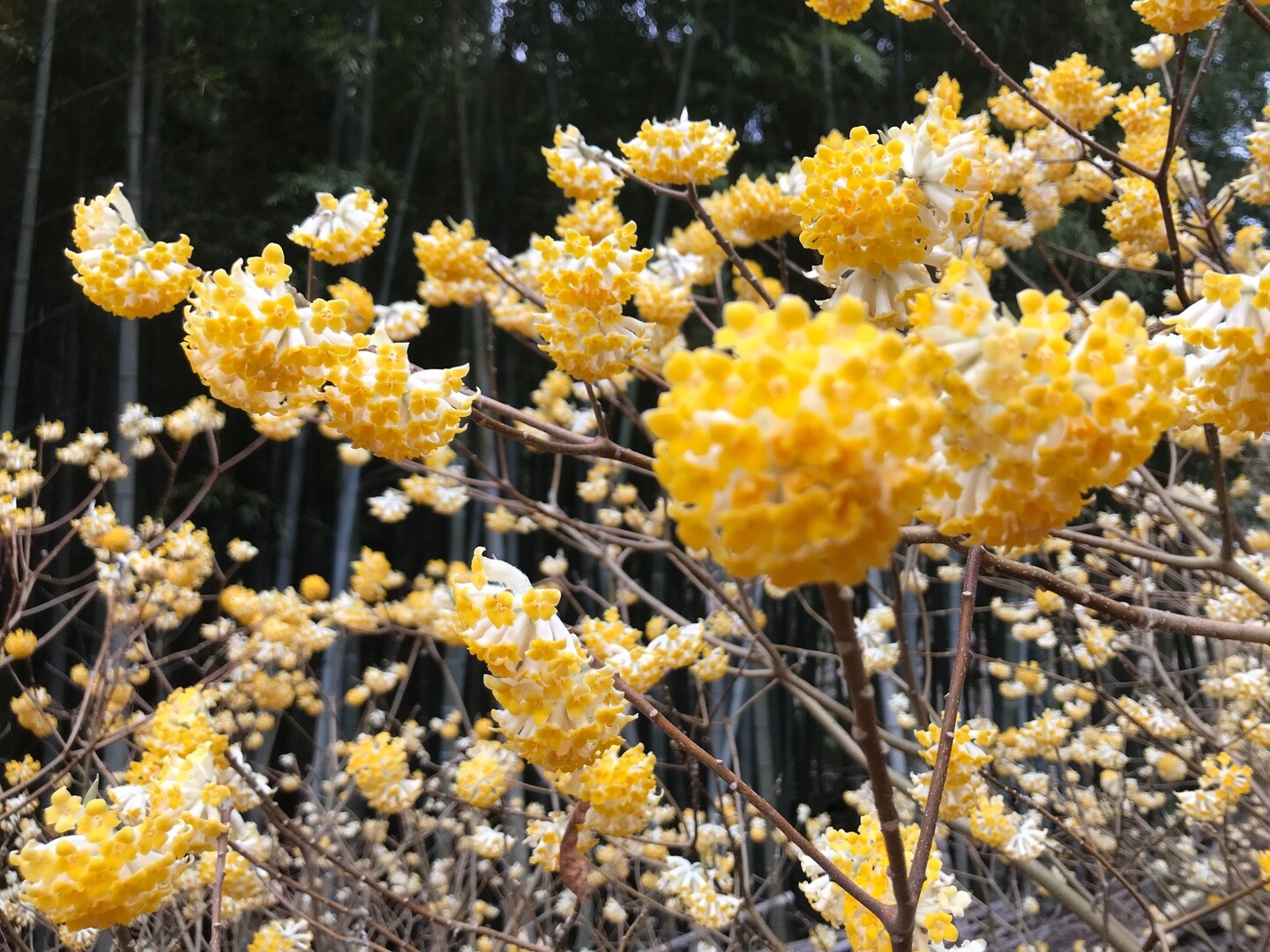 ミツマタ偵察‼️いい感じ😊・・釈迦岳・ポンポン山・大沢山・小倉山・天王山 / ぷーさん5646さんのポンポン山・釈迦岳・小塩山・若山の活動データ | YAMAP / ヤマップ