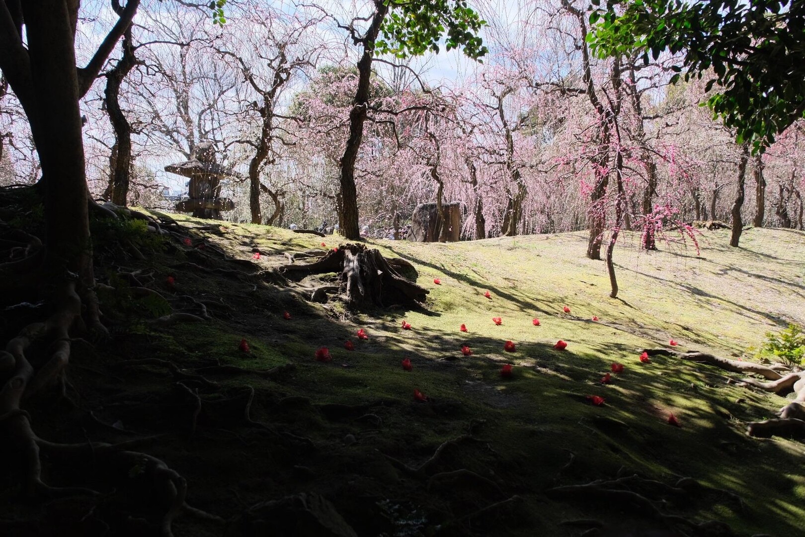 2024.03.10(日) 10:20 / コナンさんのモーメント | YAMAP / ヤマップ