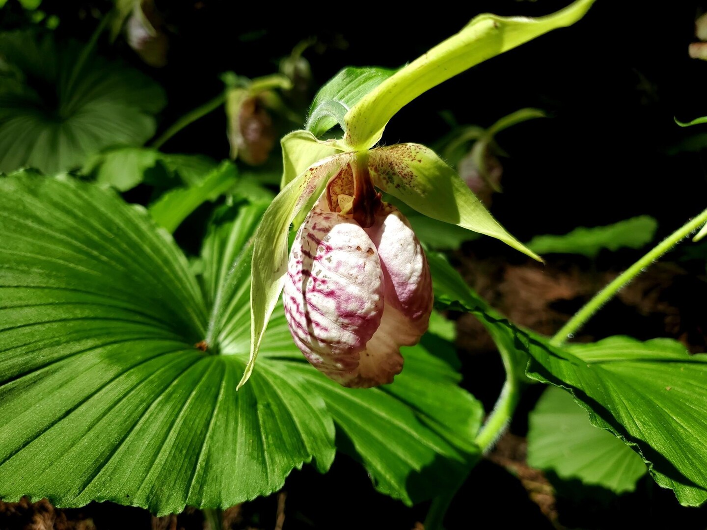 【津10山】経ヶ峰819m / あまやんさんの経ヶ峰の活動データ | YAMAP / ヤマップ