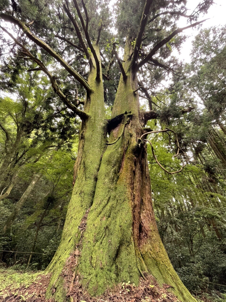 風神山・真弓山 / ma-sa45さんの日立アルプストレイル・神峯山の活動データ | YAMAP / ヤマップ