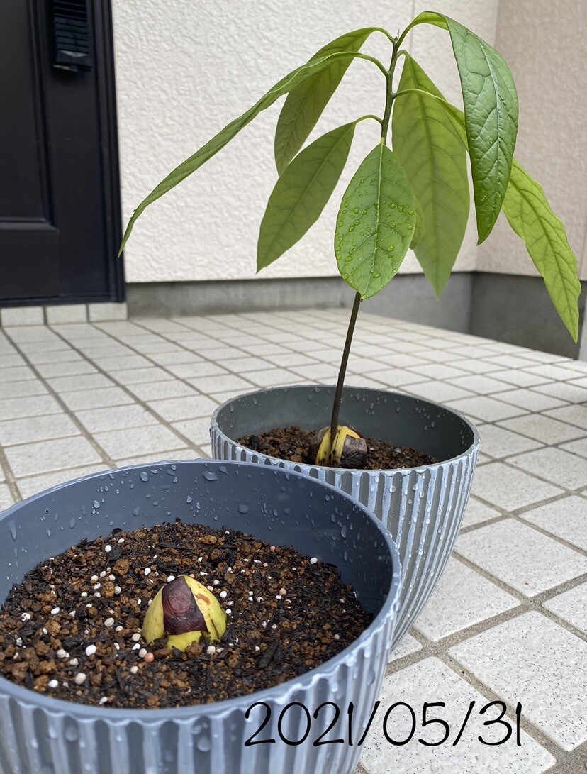 アボカド🥑試しに育ててみた経過記録5 ... / eriさんのモーメント | YAMAP / ヤマップ