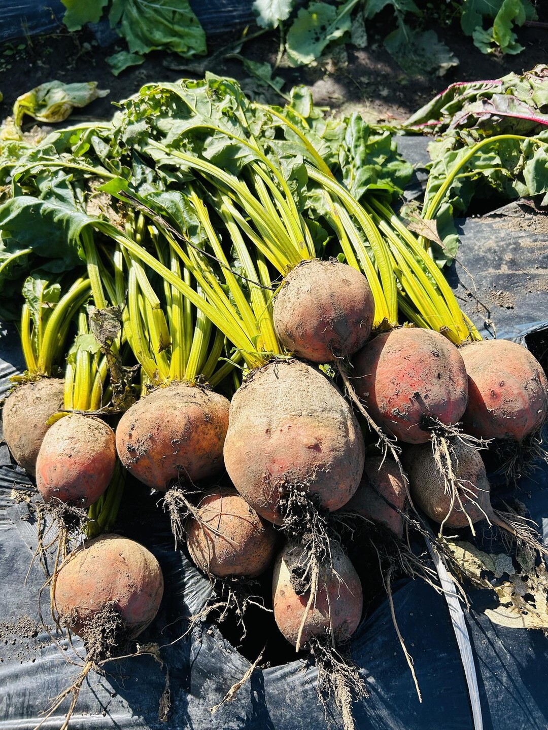 2024.10.21-28野菜収穫② ... / ひろりん（hiro）さんのモーメント | YAMAP / ヤマップ