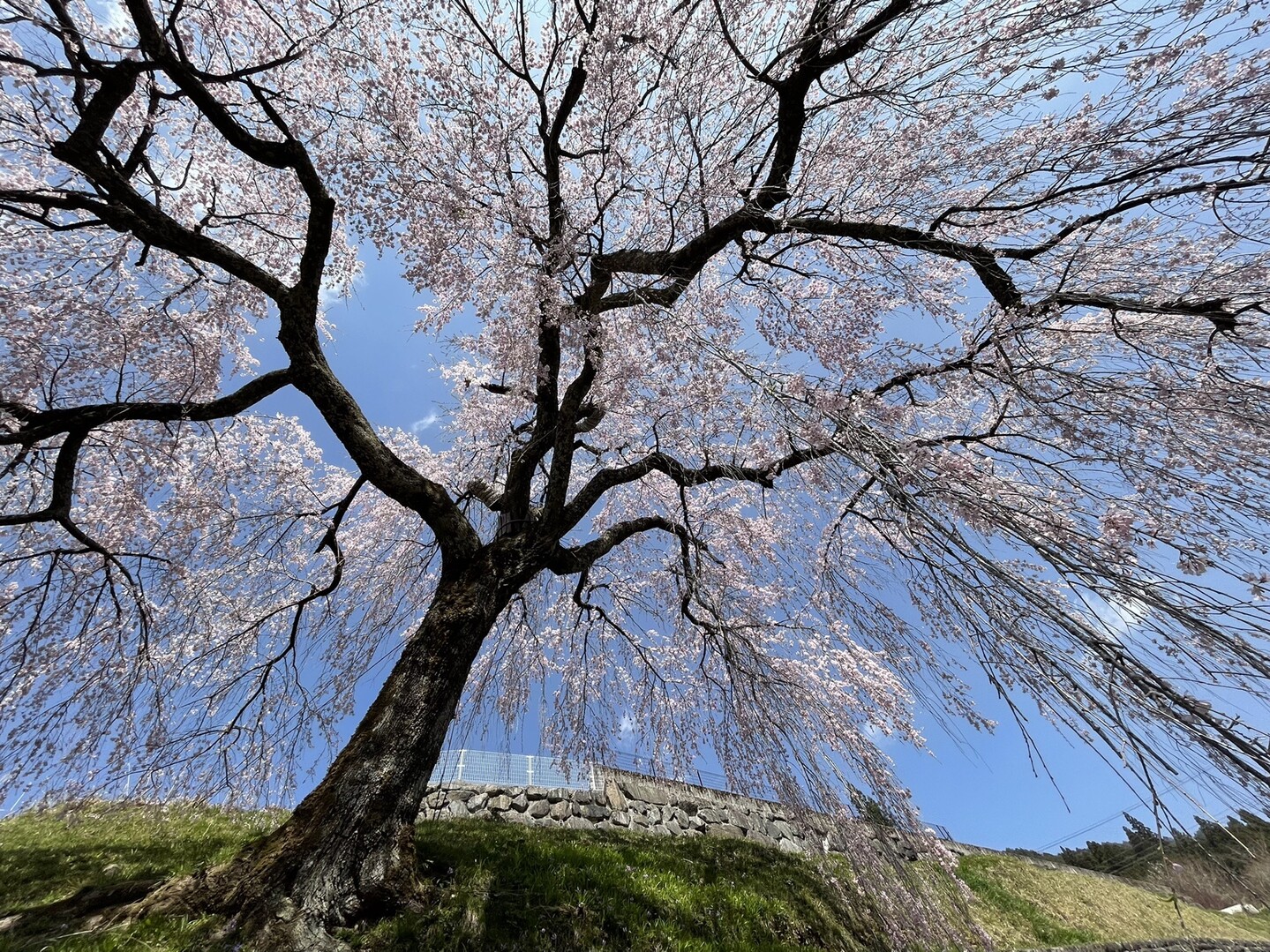 JR上呂駅さわやかウォーキング / ha-saさんの仏ヶ尾山の活動データ | YAMAP / ヤマップ