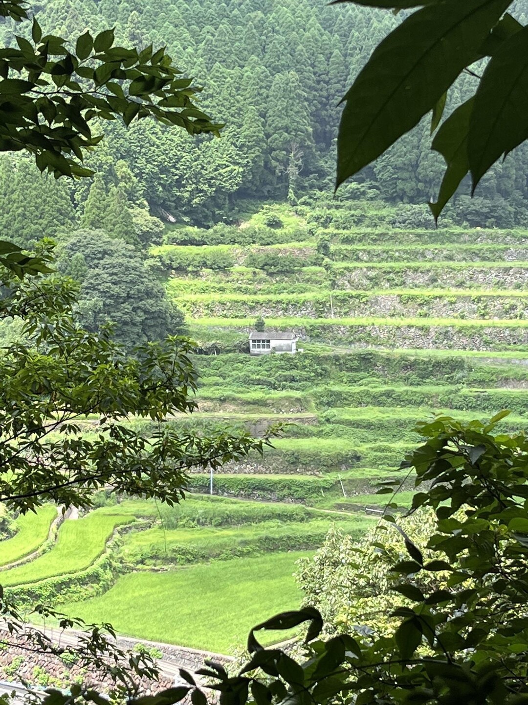 ちょびっと蕨野棚田ウォーク！ / hiyoさんの八幡岳・眉山・女山の活動データ | YAMAP / ヤマップ