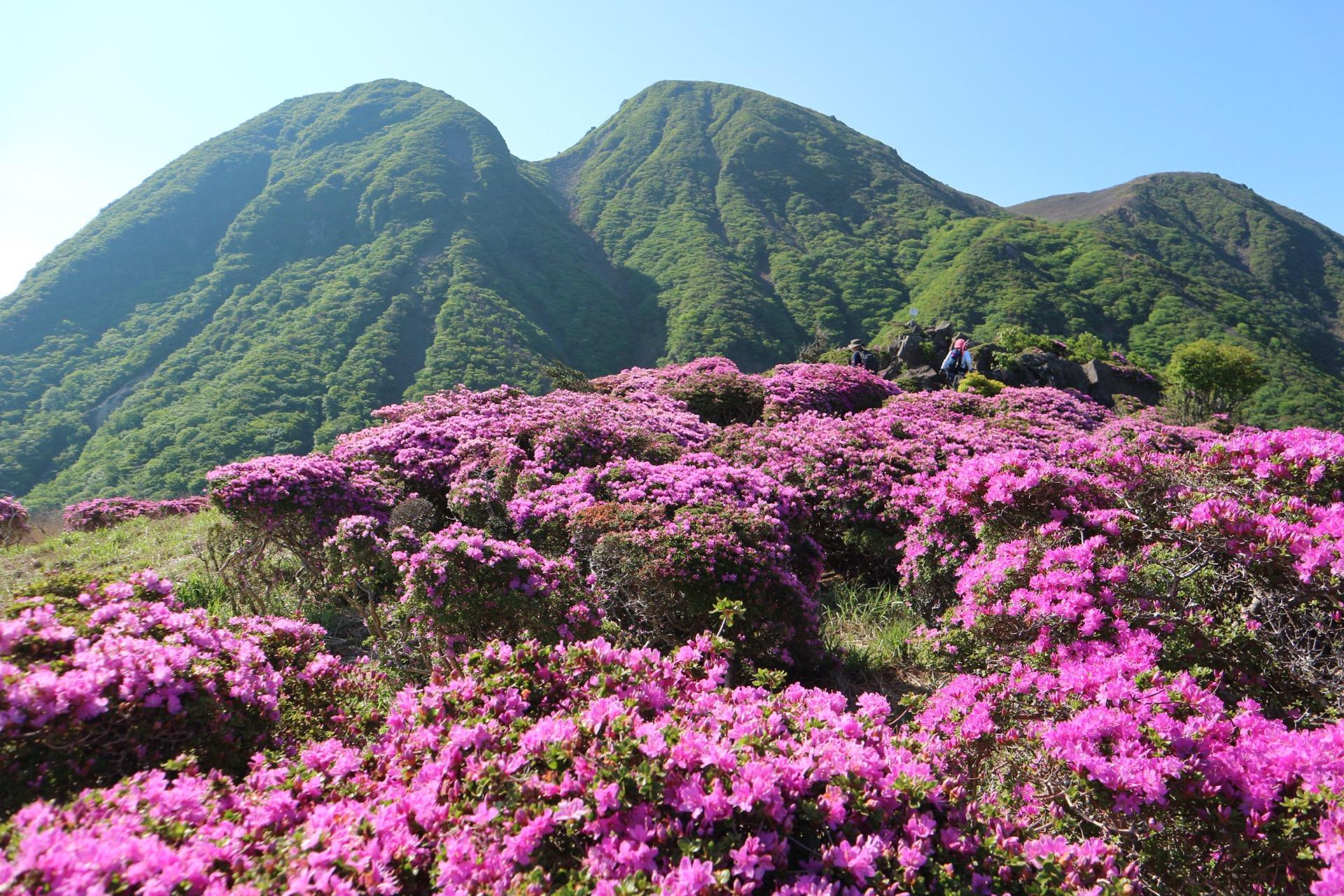 MK満開🌿指山 ︎雨ヶ池ハイキング / 草もちさんの九重山（久住山）・大船山・星生山の活動データ | YAMAP / ヤマップ