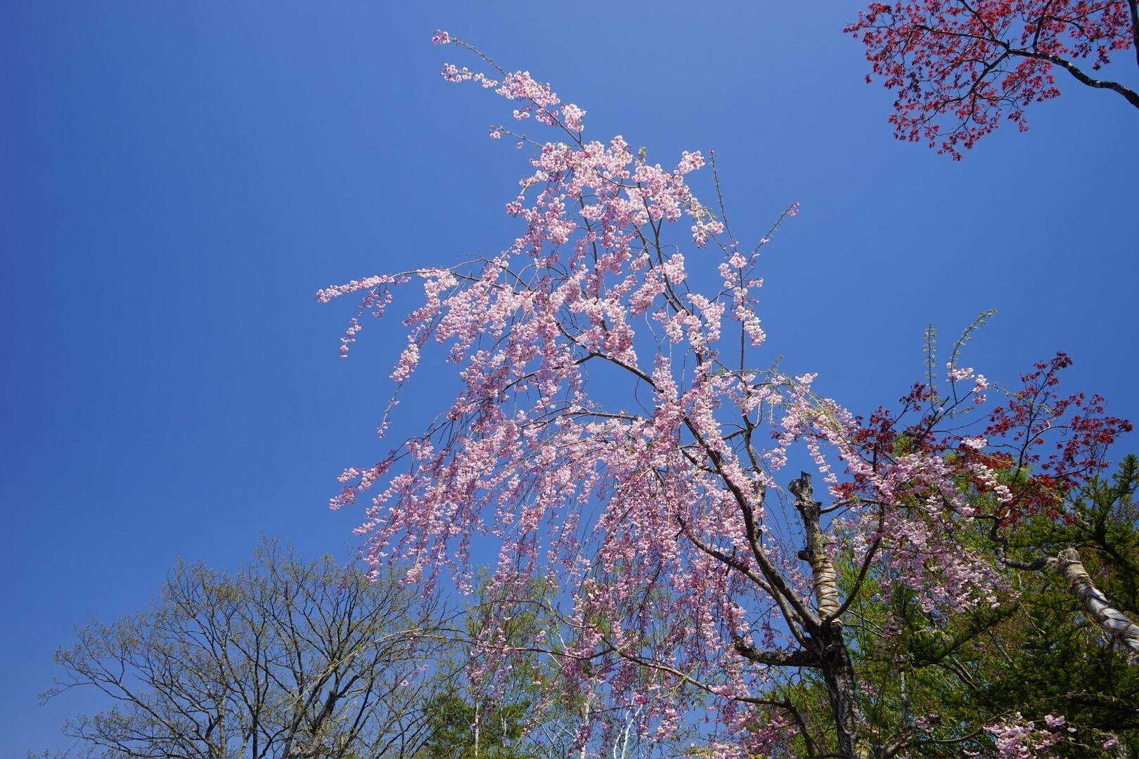 玉泉館跡地公園へ ️ / mii500さんのウォーキングの活動データ | YAMAP / ヤマップ