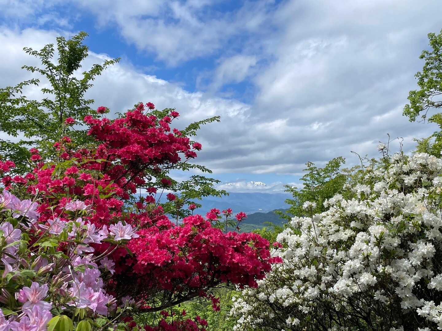光🌺花盛り / sayoさんの光城山・長峰山の活動データ | YAMAP / ヤマップ