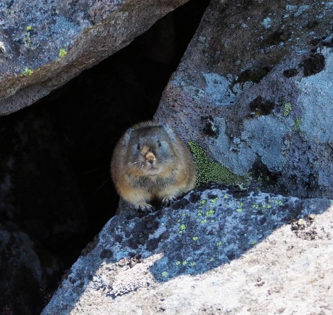 東ヌプカ1回目 / doaraさんのハイキングの活動データ | YAMAP / ヤマップ
