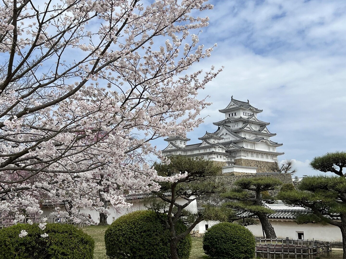 R6.4.7姫路城の桜 久々にこんな満開... / matyさんのモーメント | YAMAP / ヤマップ