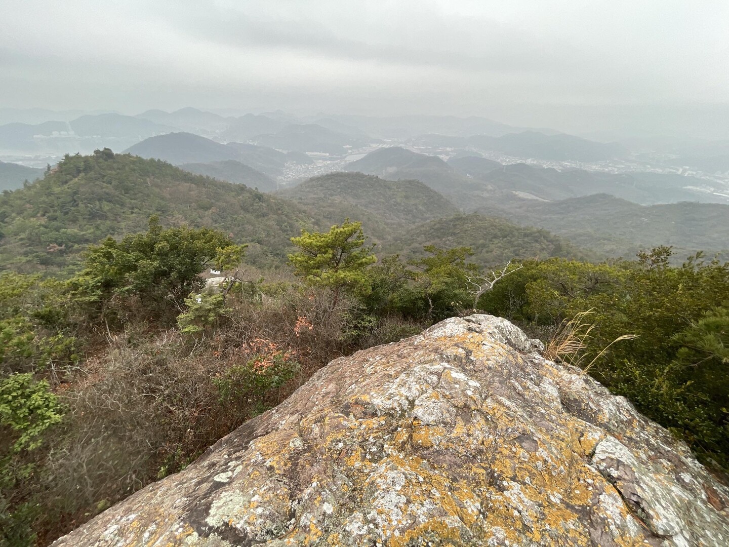 【登り納め】天下台山 東部墓園コースから行者道+ウラジロ採り / umonさんの天下台山・嫦峨山の活動データ | YAMAP / ヤマップ
