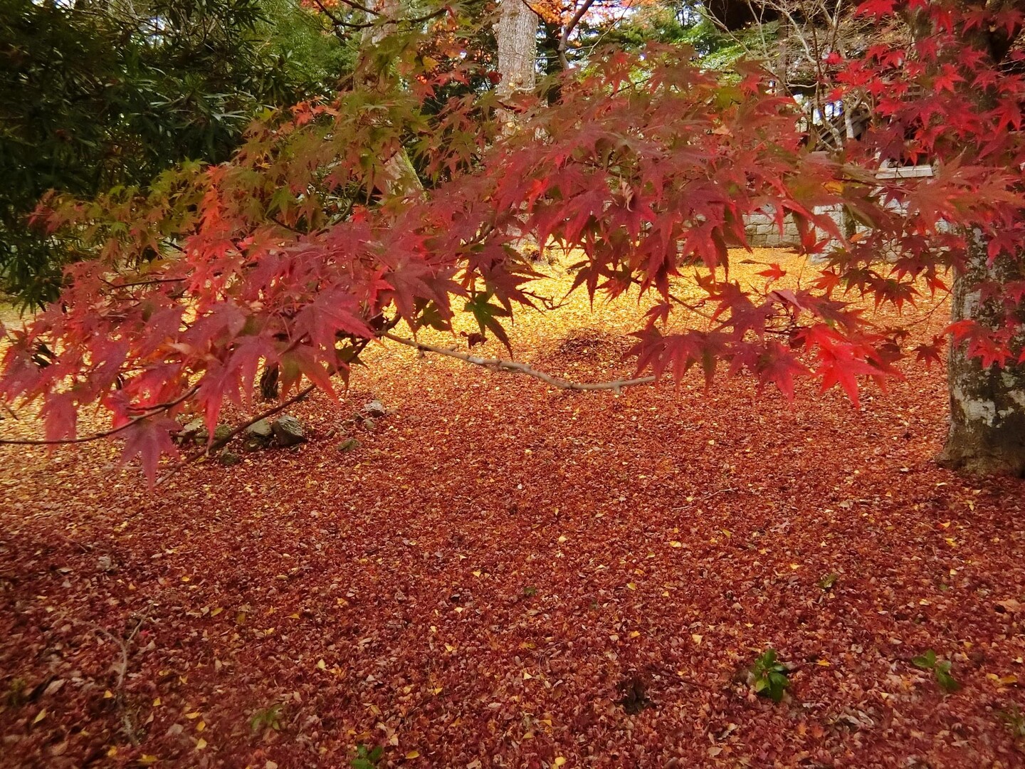 赤村ハイク＆バイク☆PMは岩石山☆ / シナモンロールさんの岩石山（岩石城）の活動データ | YAMAP / ヤマップ