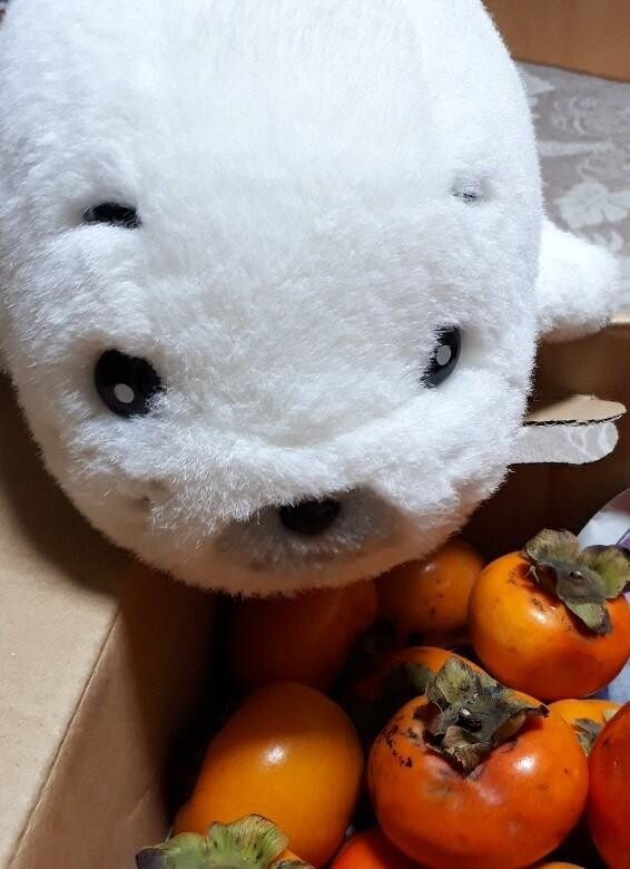 Koro助のページ | YAMAP / ヤマップ