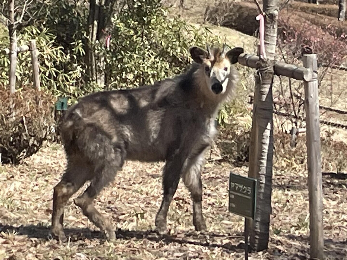 R6.3.27高松の池ウォーキング / ハルキさんのウォーキングの活動データ | YAMAP / ヤマップ