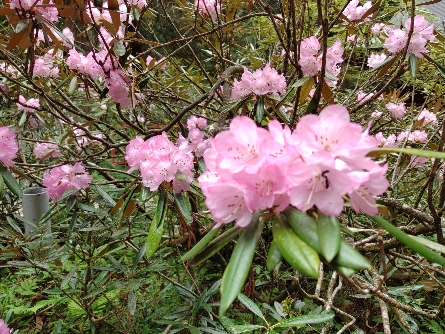 北茨城市華川町に鎮座する「花園神社」。1... / shibakinさんのモーメント | YAMAP / ヤマップ