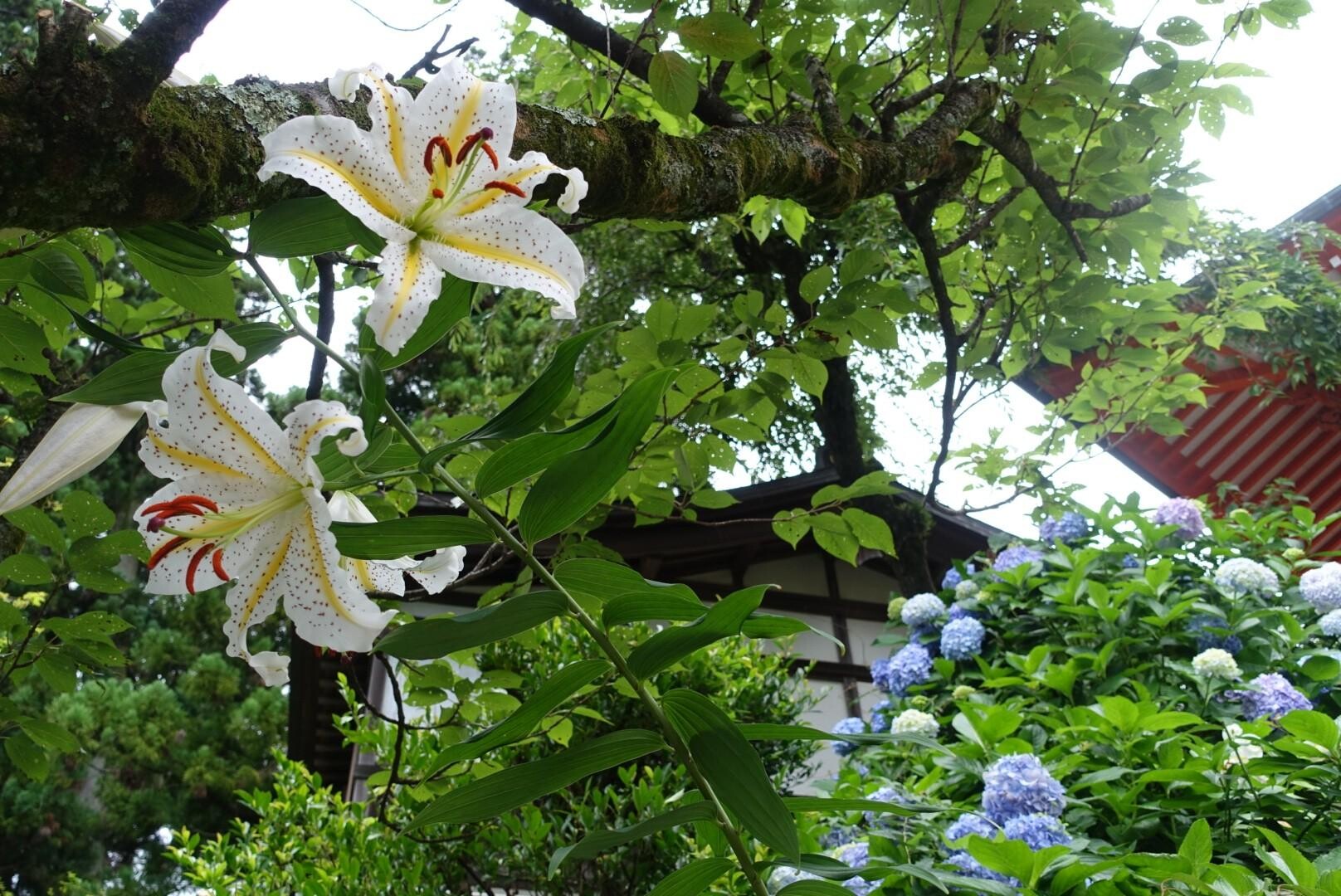 仕事が始まる前に高尾山 / accoさんの高尾山・陣馬山・景信山の活動データ | YAMAP / ヤマップ