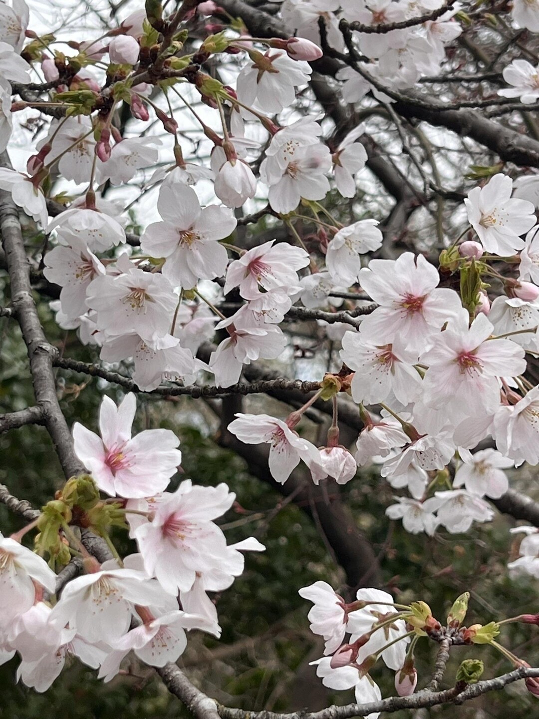 観音山 / aurelieさんの観音山の活動データ | YAMAP / ヤマップ