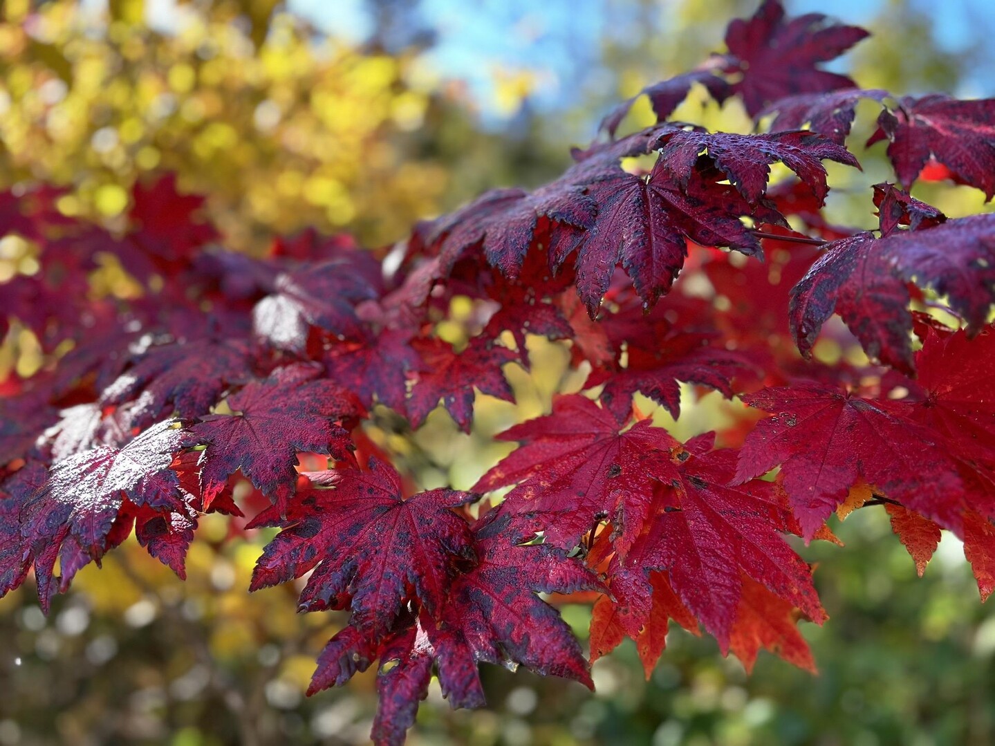 秋の尾瀬を感じながら初の小屋泊♨️ / yumipさんの尾瀬・燧ヶ岳の活動データ | YAMAP / ヤマップ