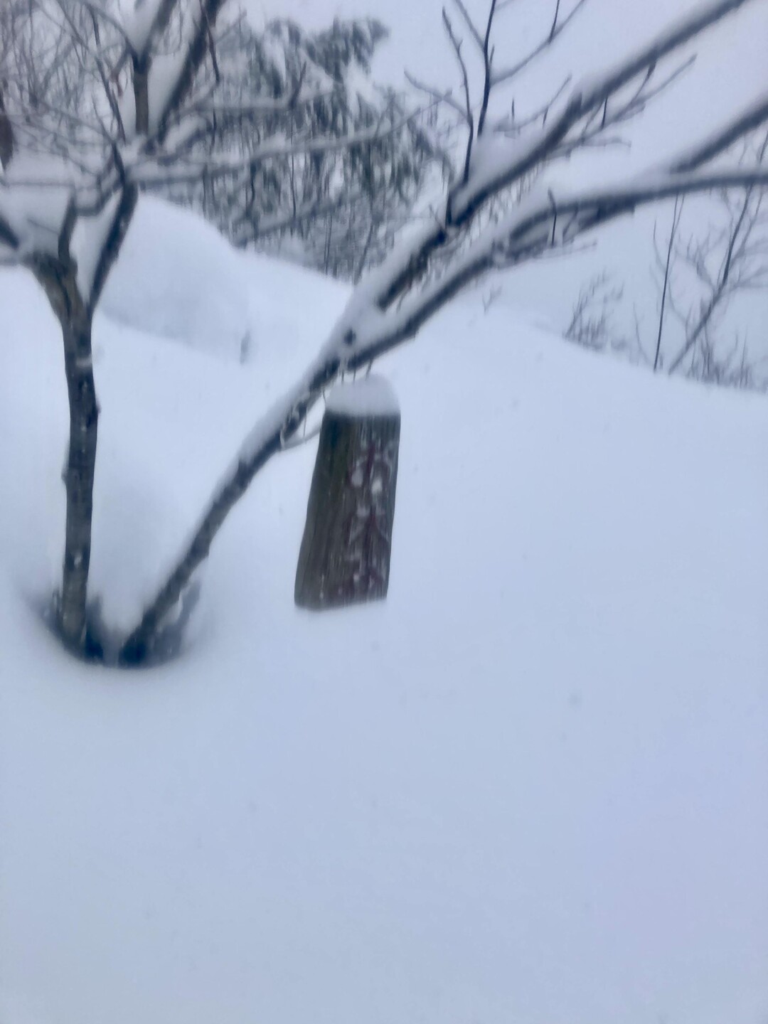 坂戸山48(7､5合目で下山) / karashiさんの坂戸山の活動データ | YAMAP / ヤマップ