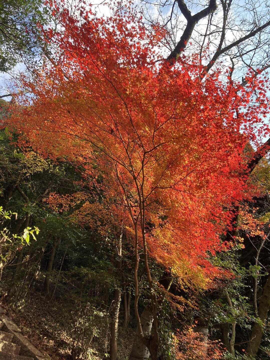 磐船大神社 / mt.take4さんのウォーキングの活動データ | YAMAP / ヤマップ