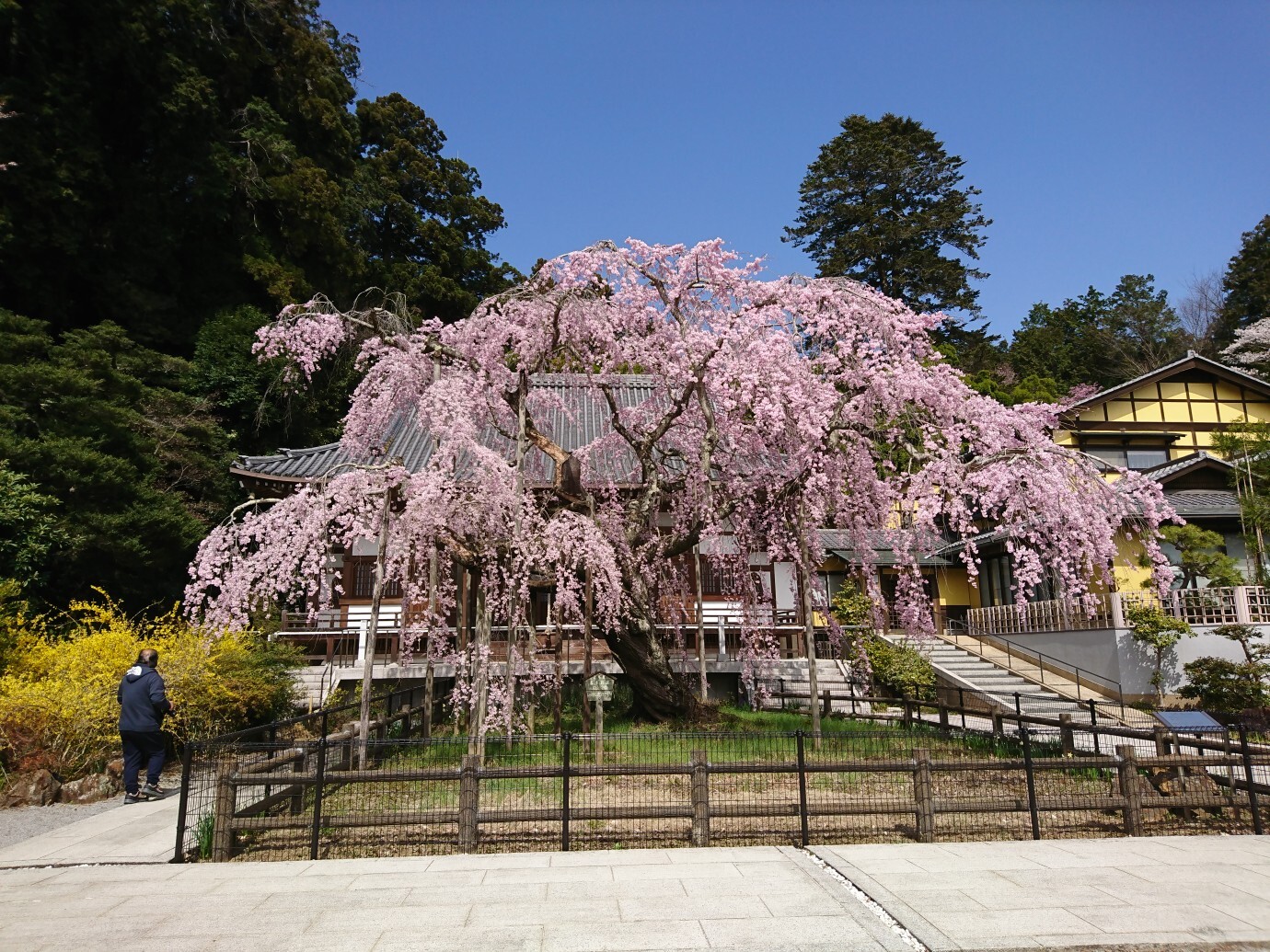 今日は桜三昧の日🌸🌸 栃木県太平山の... / みゆ🎵さんのモーメント | YAMAP / ヤマップ