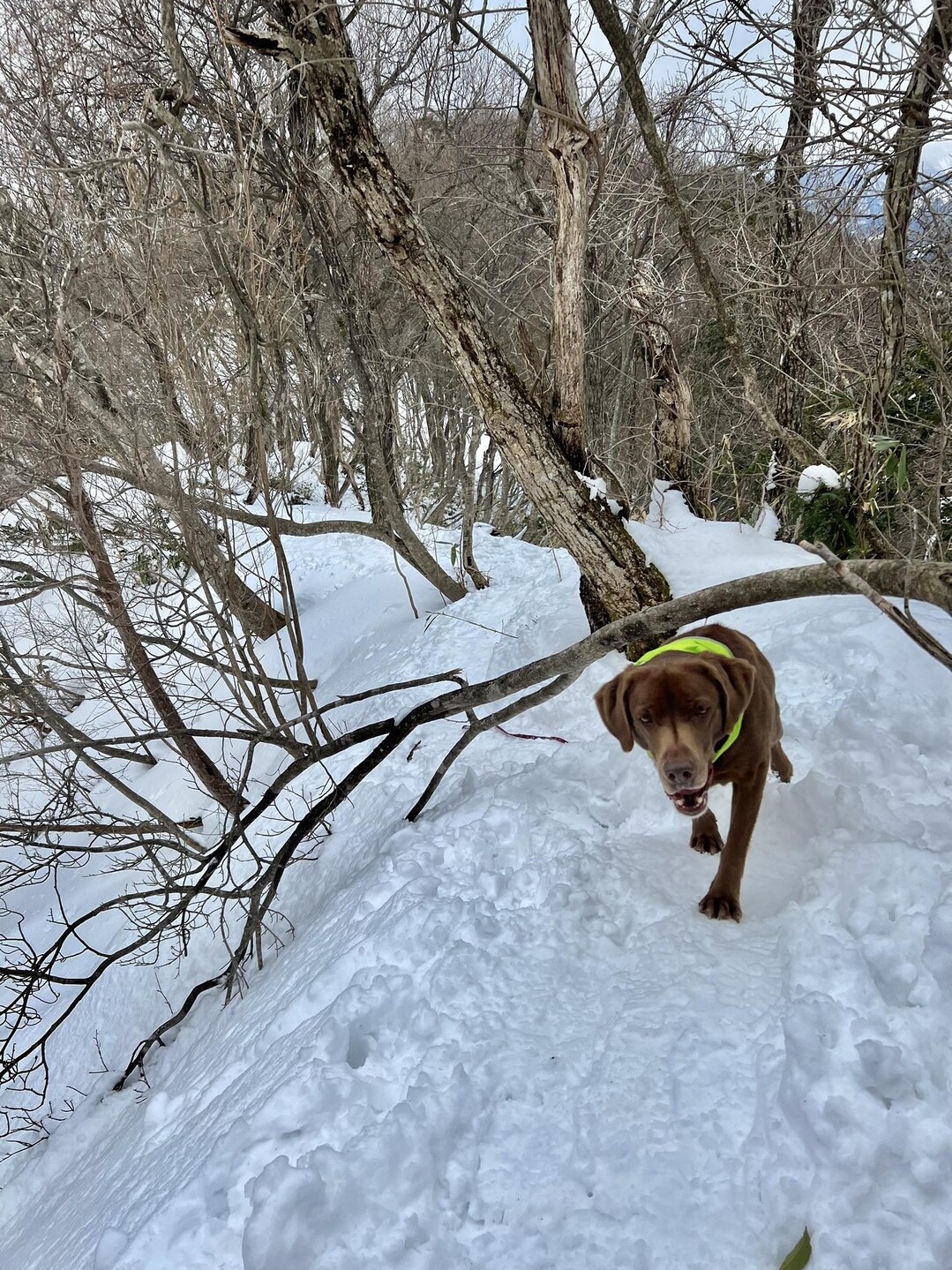 千垣山・尖山 / piroさんの塔倉山の活動データ | YAMAP / ヤマップ