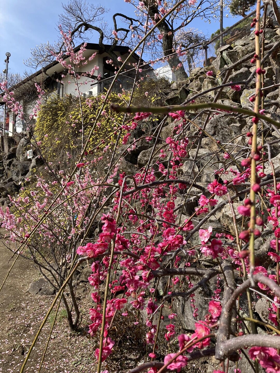不老園 JR酒折駅徒歩5分 入園料500... / いだっちさんのモーメント | YAMAP / ヤマップ