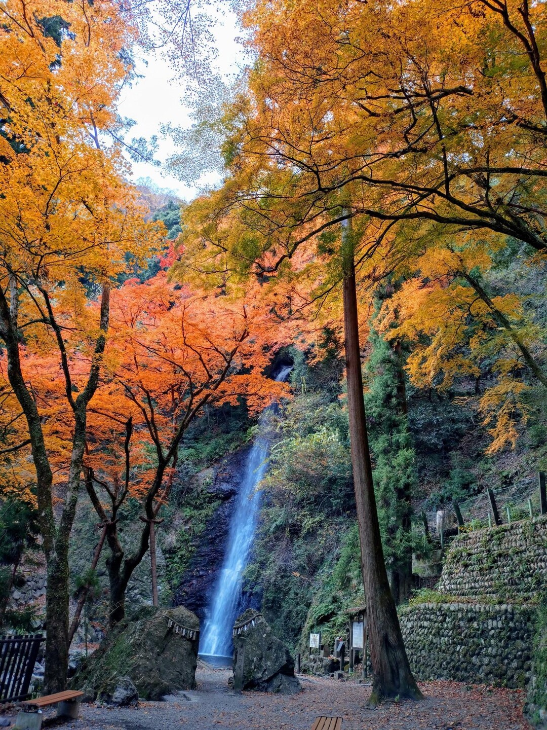 紅葉を愛でながら🍁三方山・小倉山・養老山・北尾根P826峰 / usaさんの養老山・笙ヶ岳・三方山の活動データ | YAMAP / ヤマップ