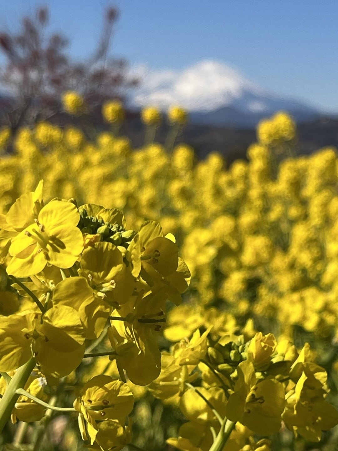吾妻山 / Marronさんの高麗山・湘南平・鷹取山の活動データ | YAMAP / ヤマップ