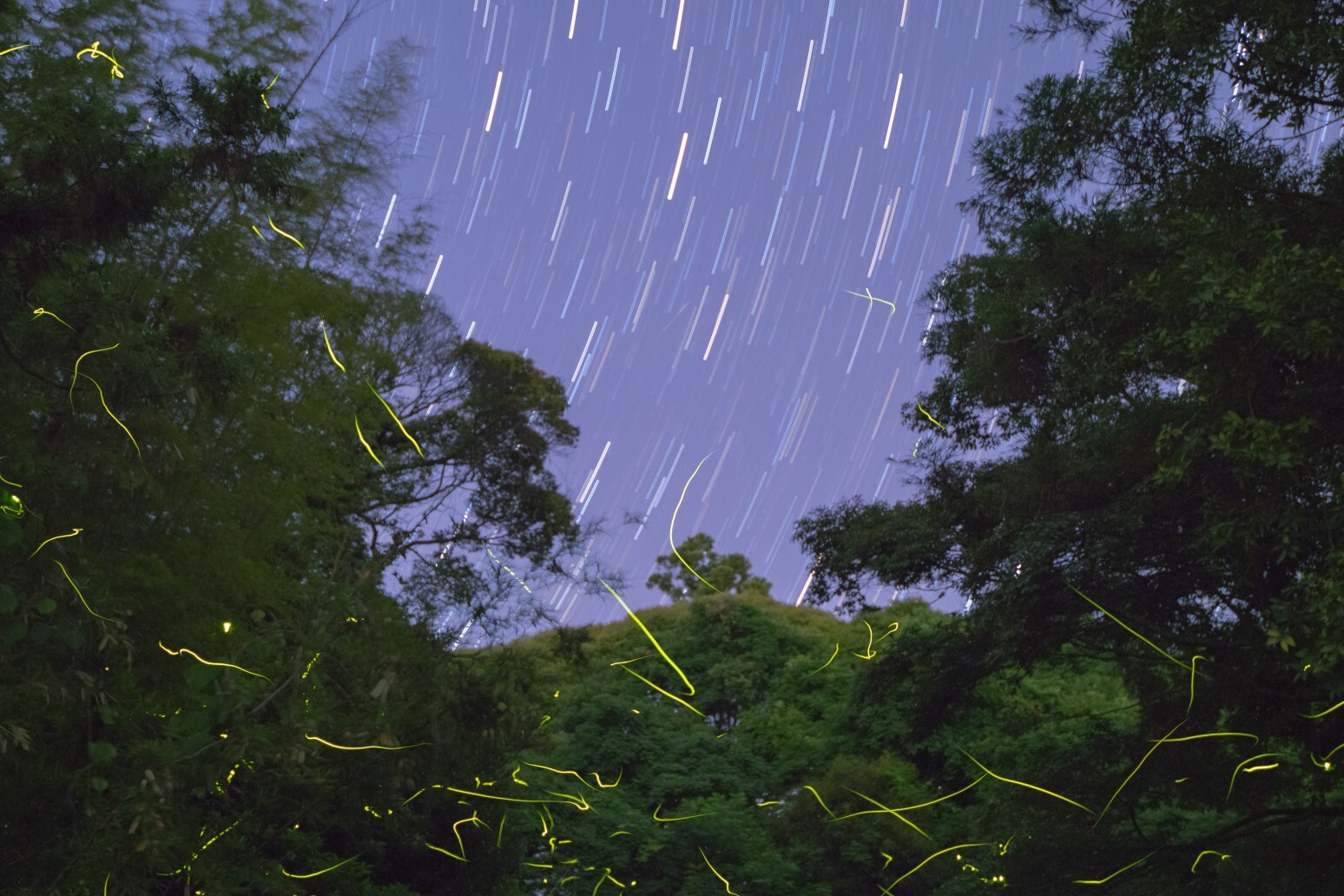 2022-22ゲンジボタル 熊本/大津町... / しげじーさんのモーメント | YAMAP / ヤマップ