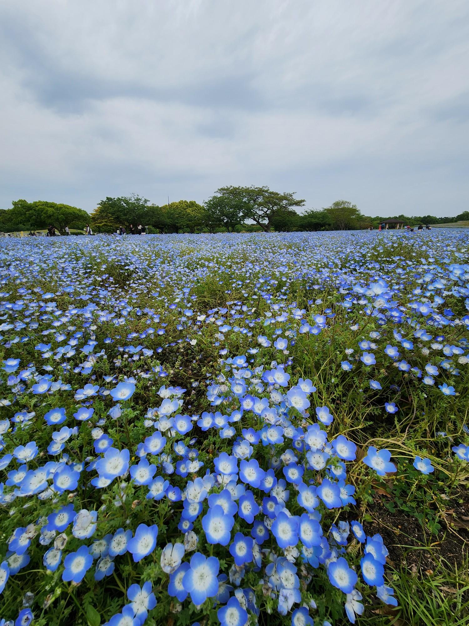 ネモフィラに癒されました🌼🌼 / Jackさんのモーメント | YAMAP / ヤマップ