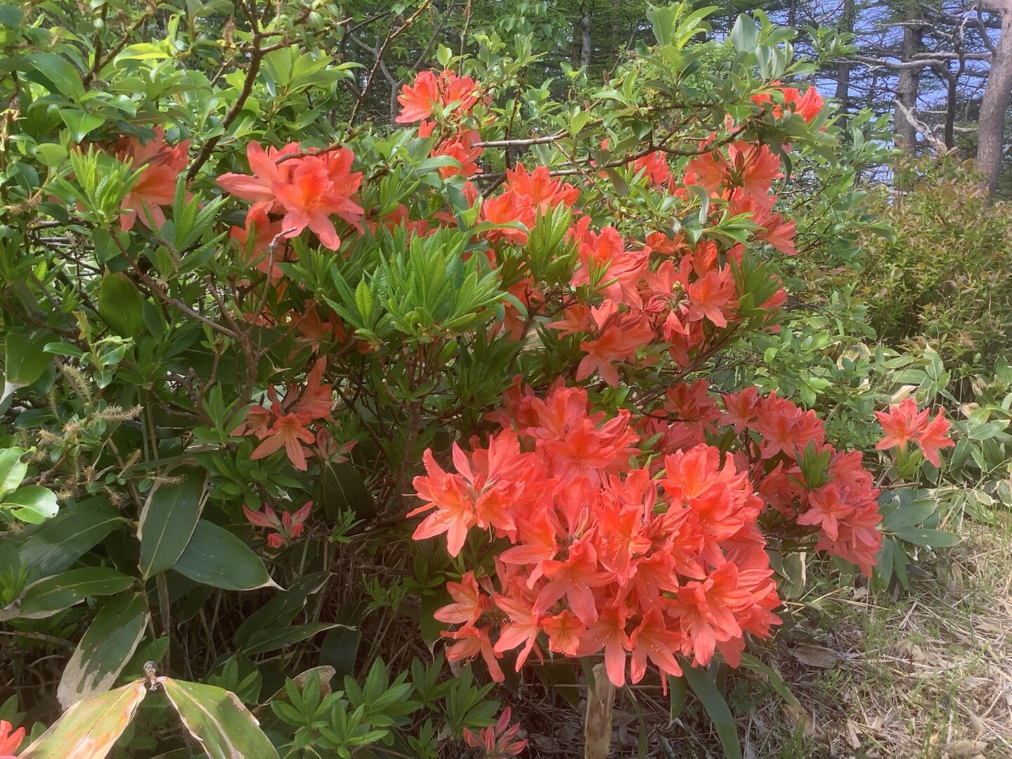 百花繚乱の湯の丸高原 / tsさんの湯ノ丸山・角間山・鍋蓋山の活動日記 | YAMAP / ヤマップ
