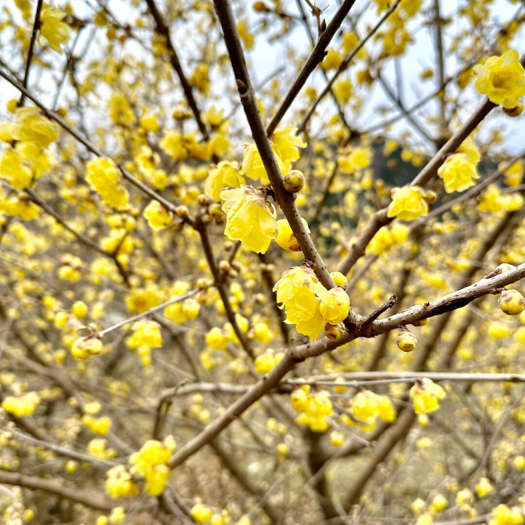 シダンゴ山周回🌼寄ロウバイ園 / Beniさんの高松山・大野山の活動データ | YAMAP / ヤマップ