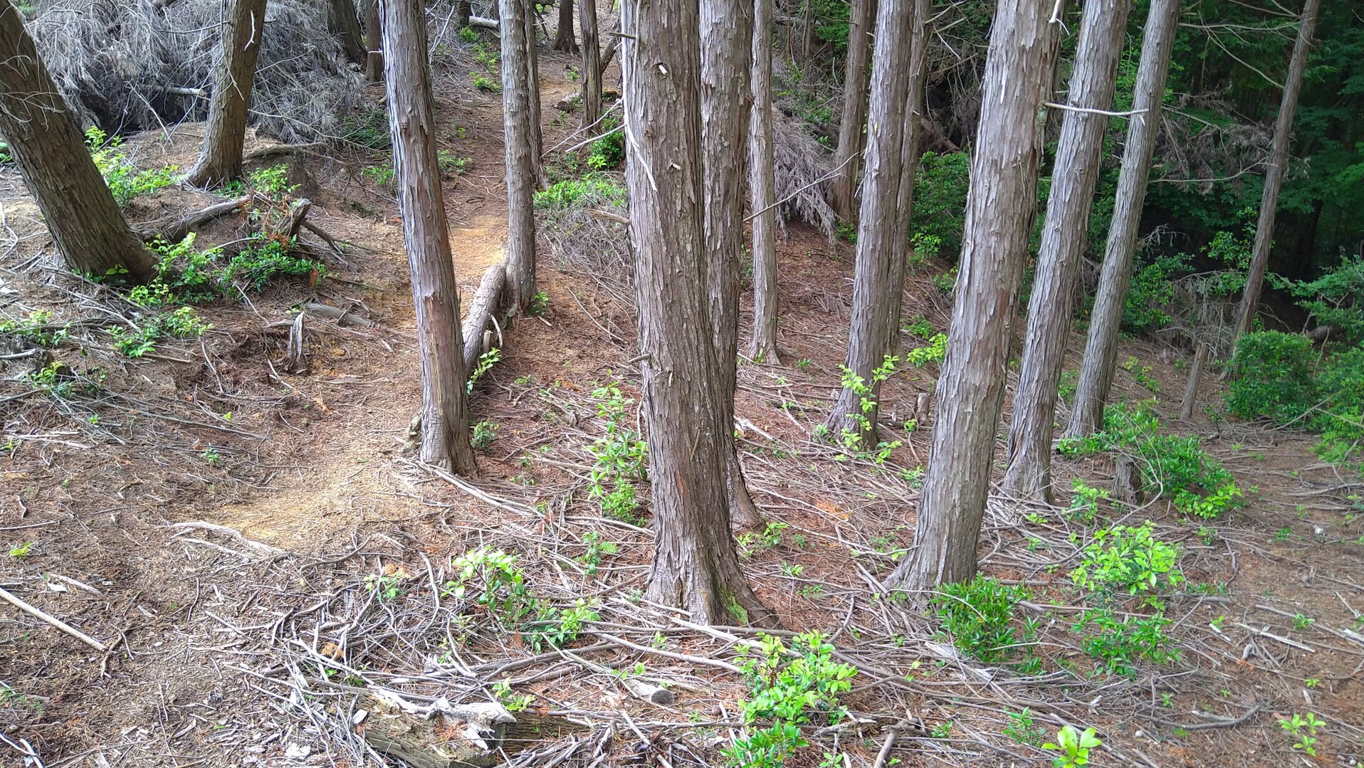 kame11さんの投稿したフィールドメモ | YAMAP / ヤマップ