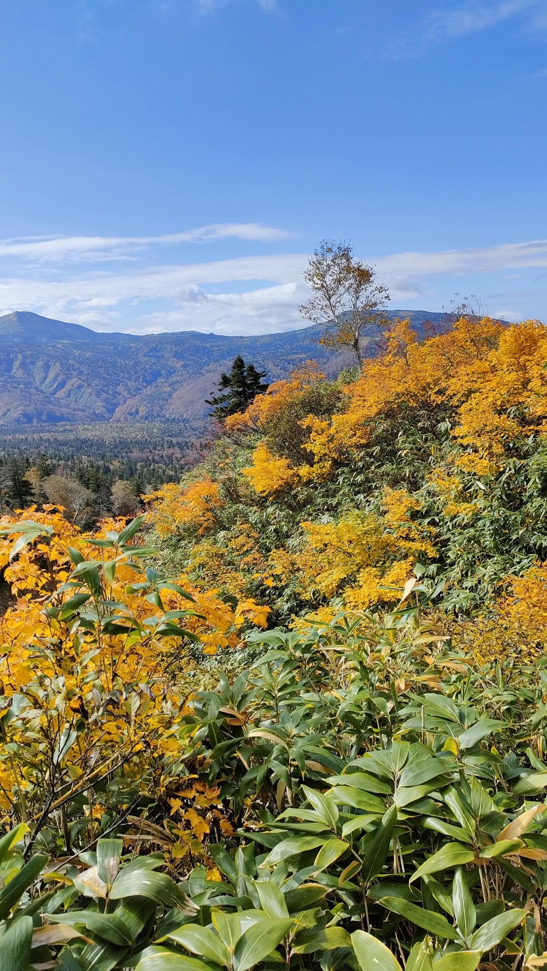 紅葉🍁東北2泊3日 八甲田山（大岳） 2日目 / mimi さんの秋田駒ヶ岳・男女岳・貝吹岳の活動データ | YAMAP / ヤマップ