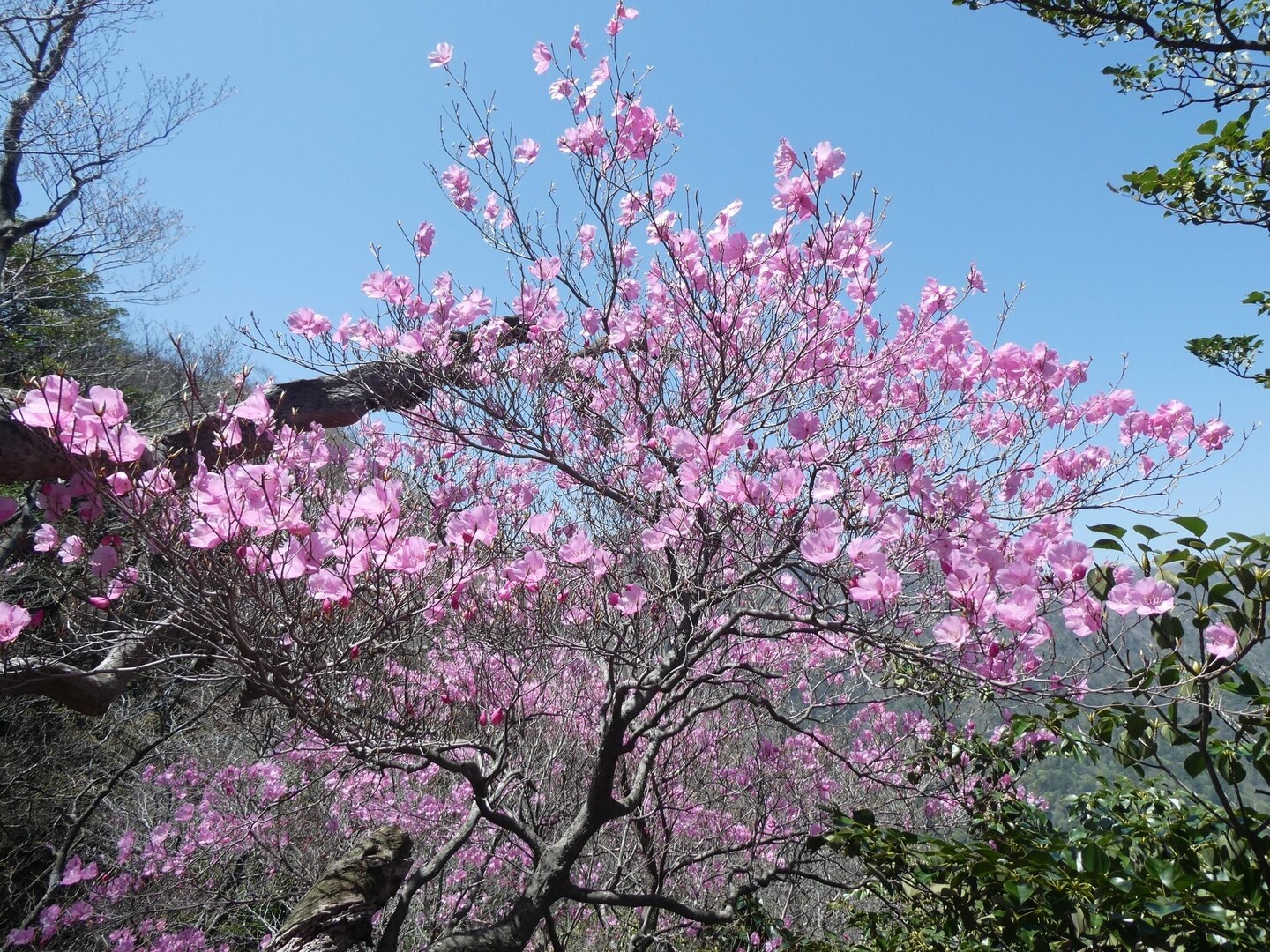 古祖母山 / kinjunさんの祖母山の活動データ | YAMAP / ヤマップ