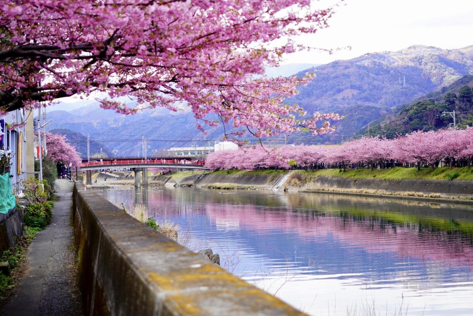 河津桜まつり / ma-sa-kiさんのウォーキングの活動データ | YAMAP / ヤマップ