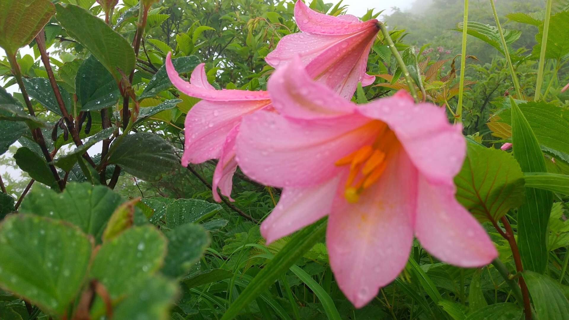 南岳・鬼が面山のヒメに会いに💗 / ayaさんの浅草岳・鬼ヶ面山の活動日記 | YAMAP / ヤマップ