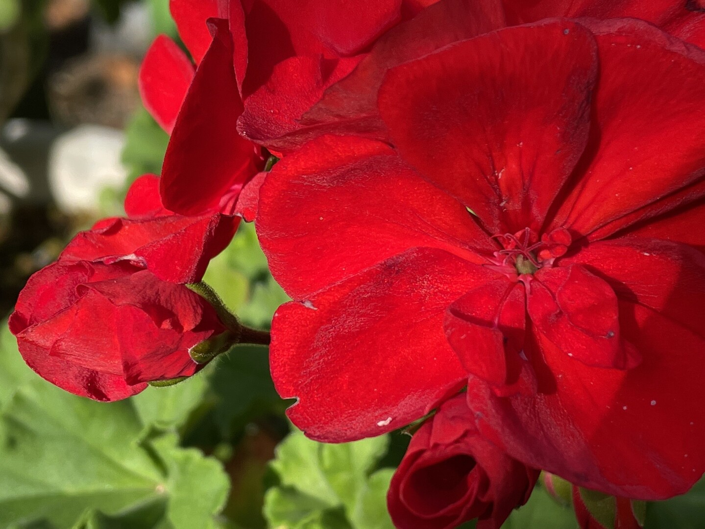 お花便りR4 vol.17 お散歩コース... / kaizaさんのモーメント | YAMAP / ヤマップ