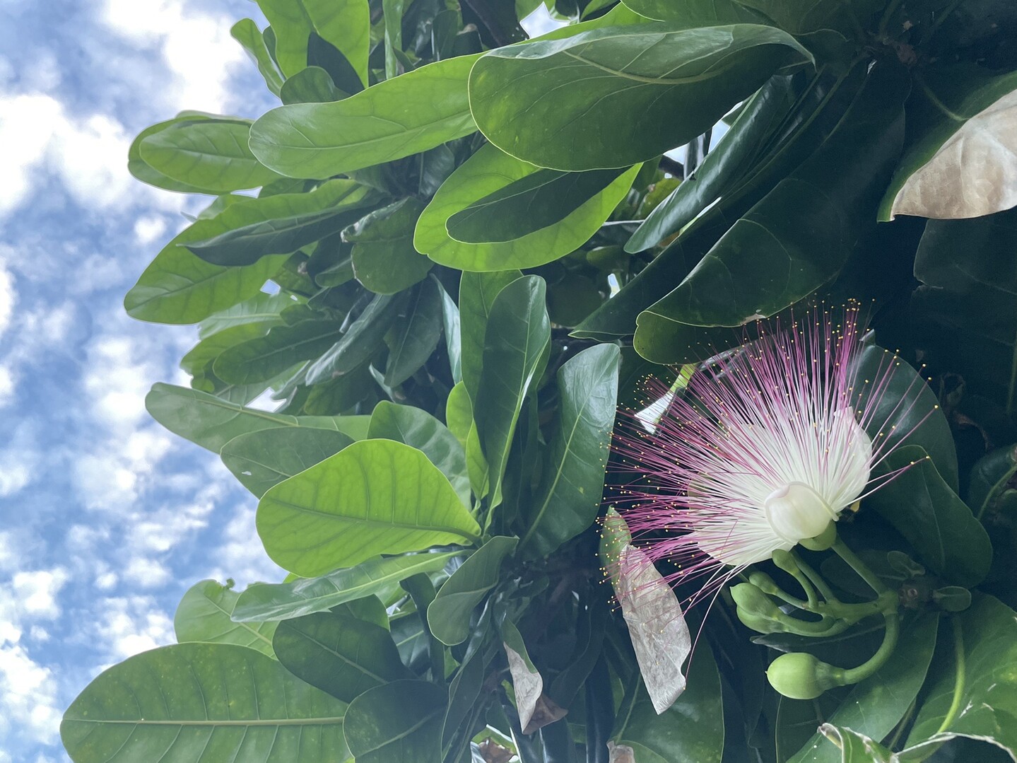 お家の近くのゴバンノアシ。 ここのところ... / sae.irisさんのモーメント | YAMAP / ヤマップ