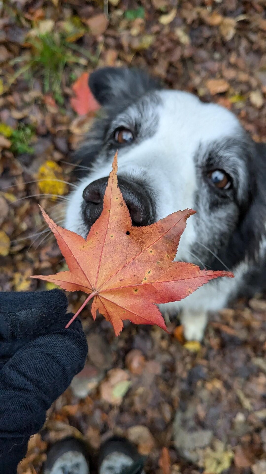 鷲別岳（室蘭岳） / zero_bcさんの鷲別岳（室蘭岳）・カムイヌプリの活動日記 | YAMAP / ヤマップ